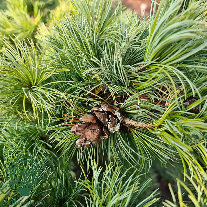 Pinus parviflora ‘Fukuzumi’ – Find haveplanter