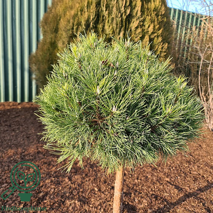 Pinus sylvestris ‘Globosa Viridis’ – Find haveplanter