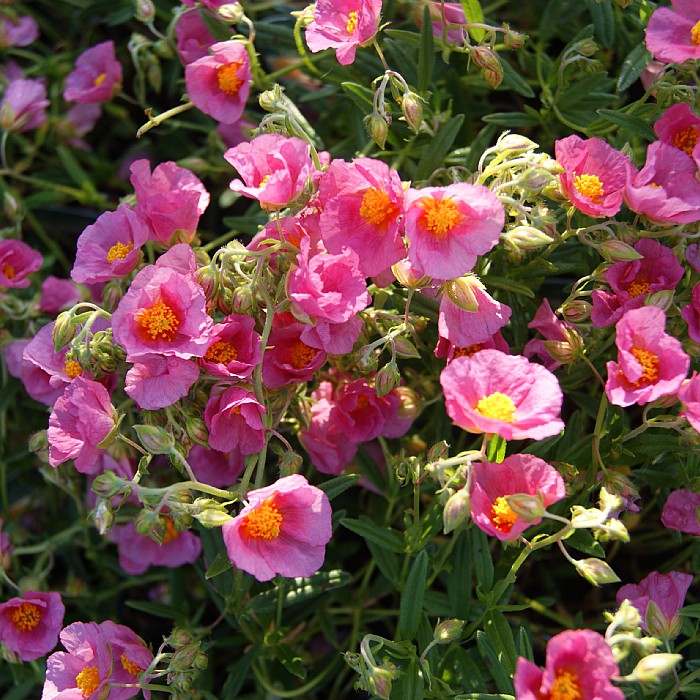 Helianthemum ‘Lawrenson’s Pink’ – Find haveplanter