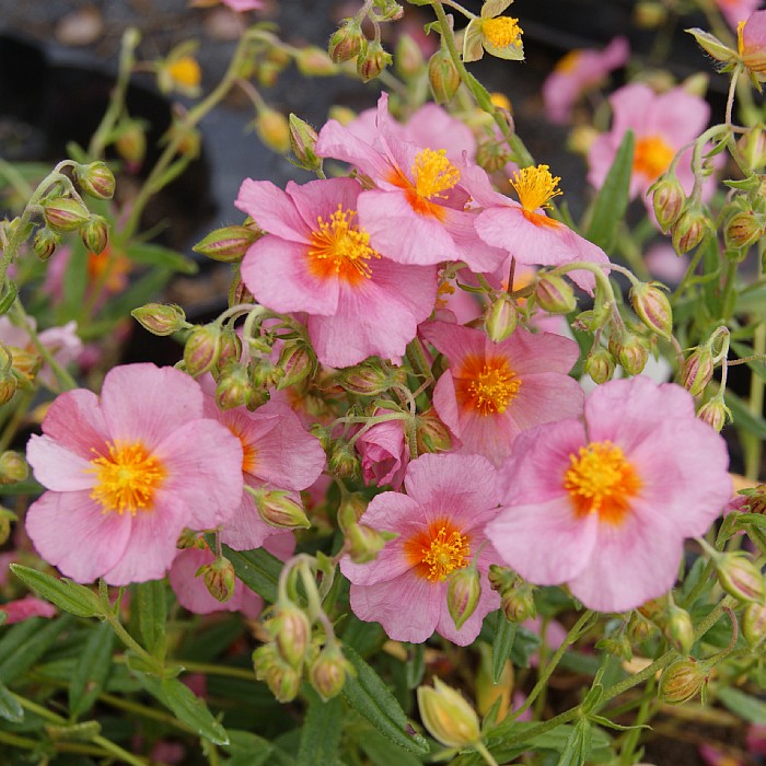 Helianthemum ‘Lawrenson’s Pink’ – Find haveplanter
