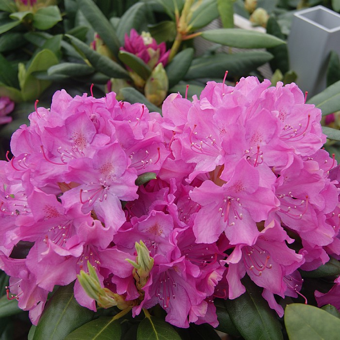 Rhododendron ‘Roseum Elegans’ – Find haveplanter