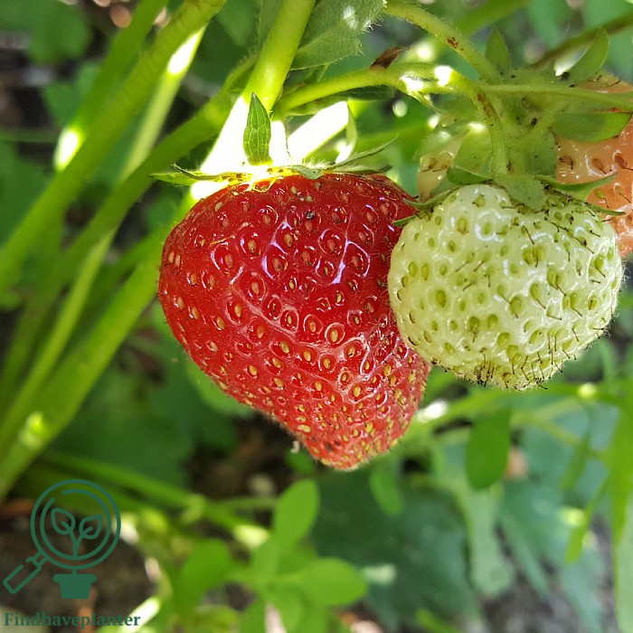 Fragaria ‘Elsanta’ – Find haveplanter