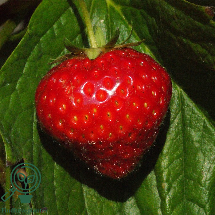 Fragaria ‘Elsanta’ – Find haveplanter
