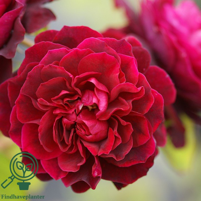 Rosa ‘Tradescant’ – Find haveplanter