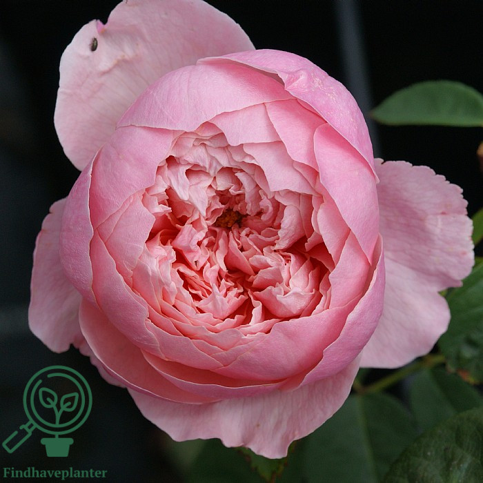 Rosa ‘The Alnwick Rose’ – Find haveplanter