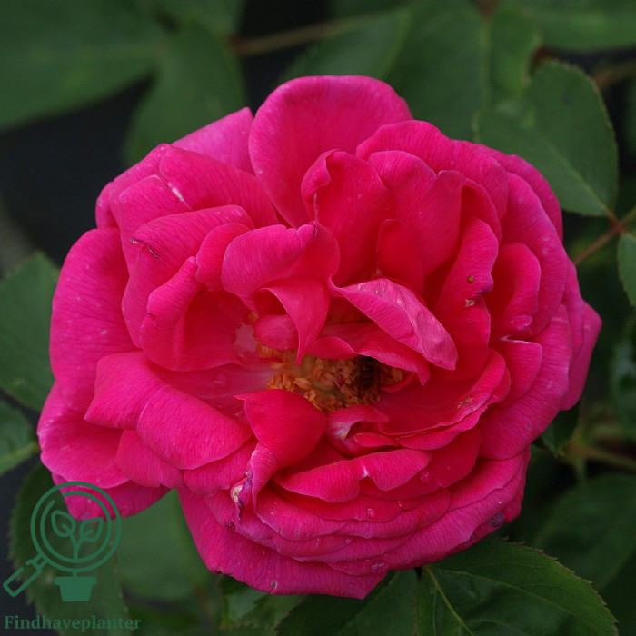 Rosa ‘Magna Charta’ – Find haveplanter
