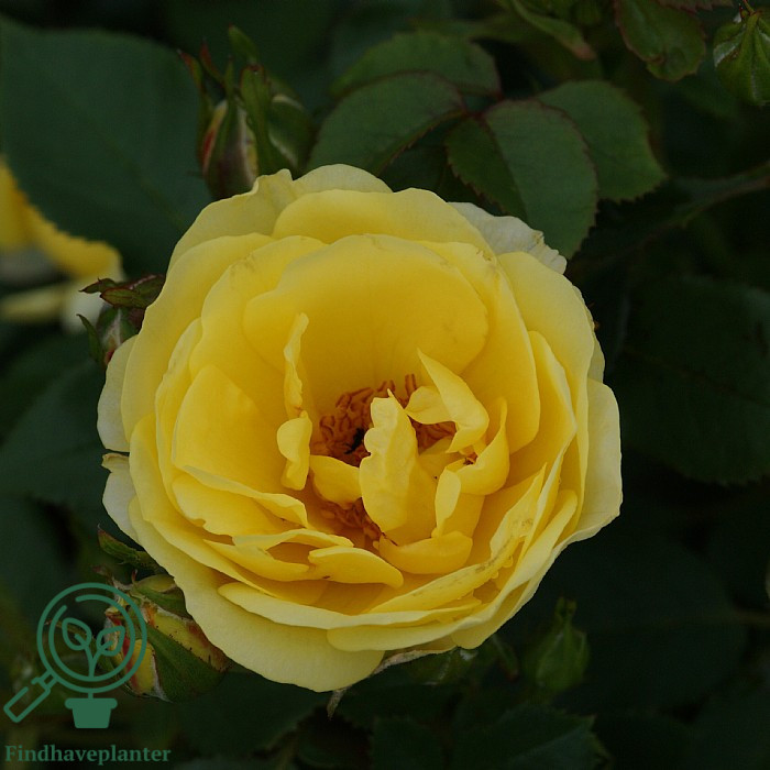 Rosa ‘Golden Cover’ – Find haveplanter