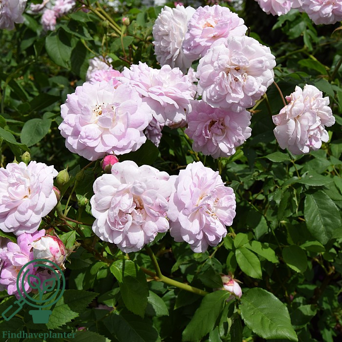 Rosa ‘Blush Noisette’ – Find haveplanter