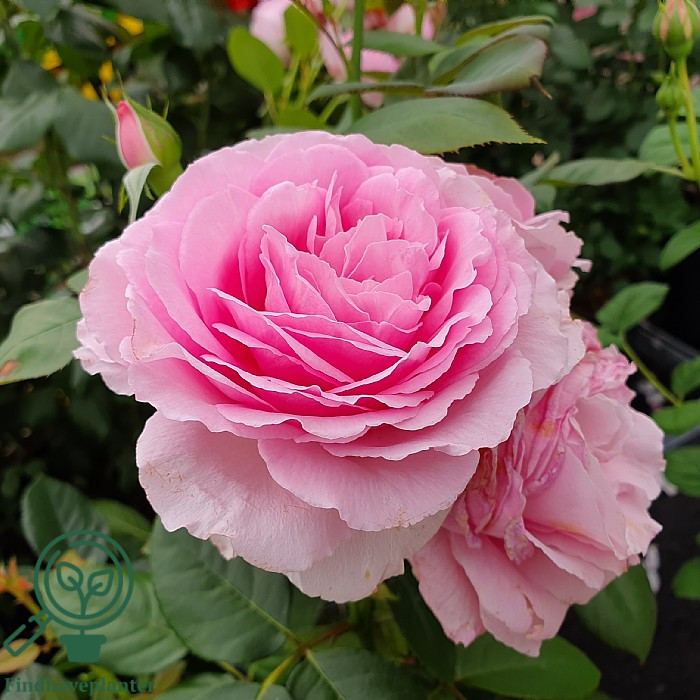 Rosa ‘Ghita Renaissance’ – Find haveplanter