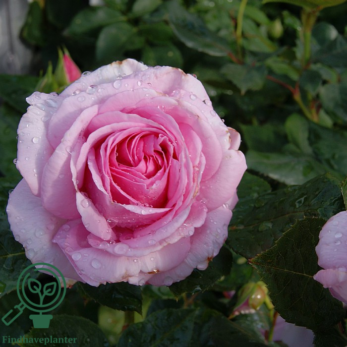 Rosa ‘Ghita Renaissance’ – Find haveplanter