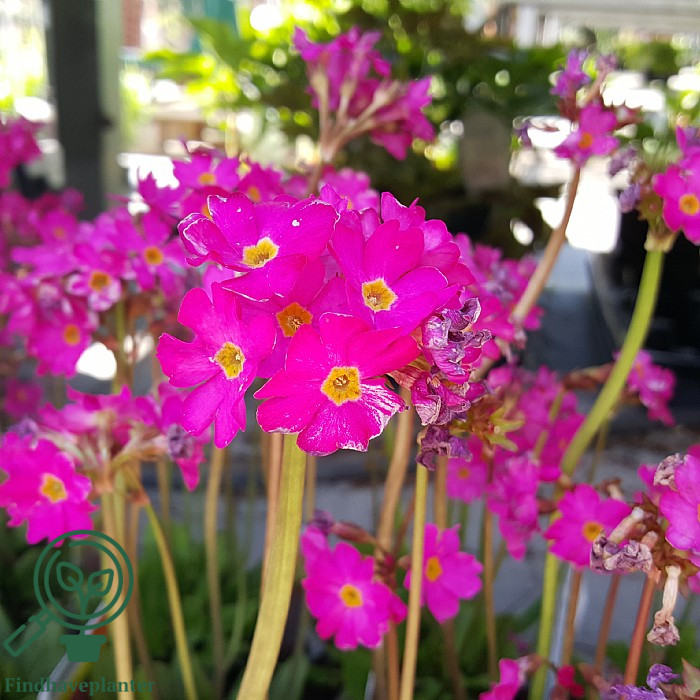 Primula rosea ‘Gigas’ – Find haveplanter