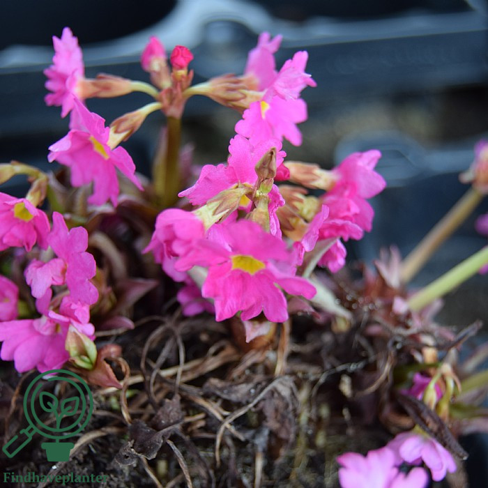 Primula rosea ‘Gigas’ – Find haveplanter