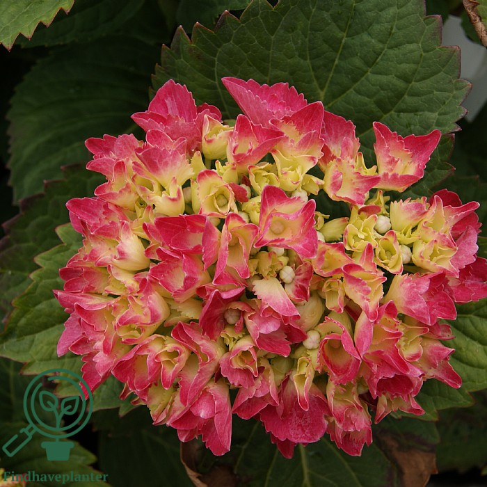 Hydrangea macrophylla ‘Red Baron’ – Find haveplanter