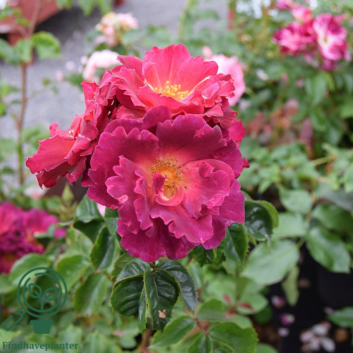 Rosa ‘Wild Rover’ – Find haveplanter