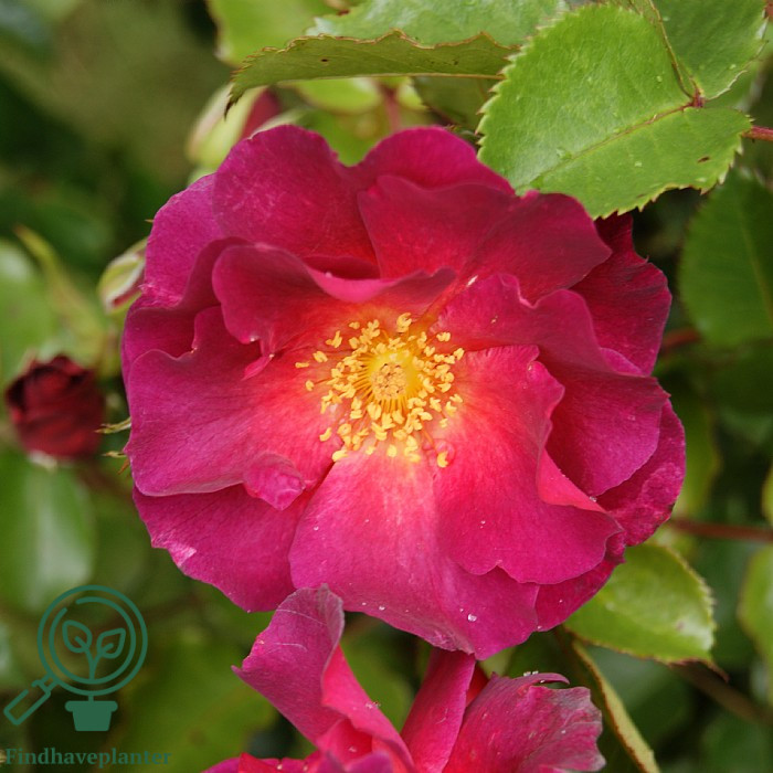 Rosa ‘Wild Rover’ – Find haveplanter