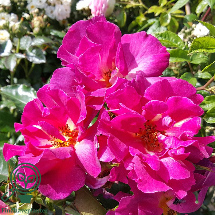 Rosa ‘Wild Rover’ – Find haveplanter