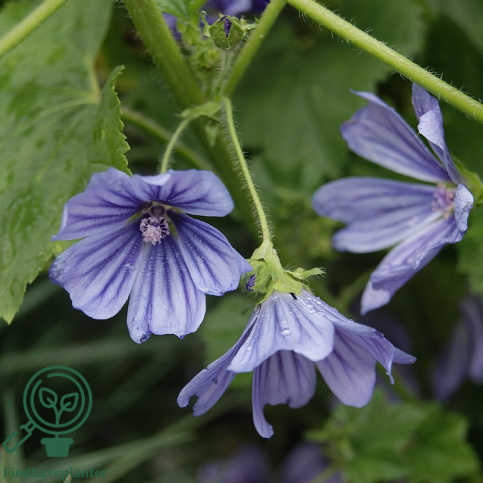 Malva sylvestris ‘Primley Blue’ – Find haveplanter