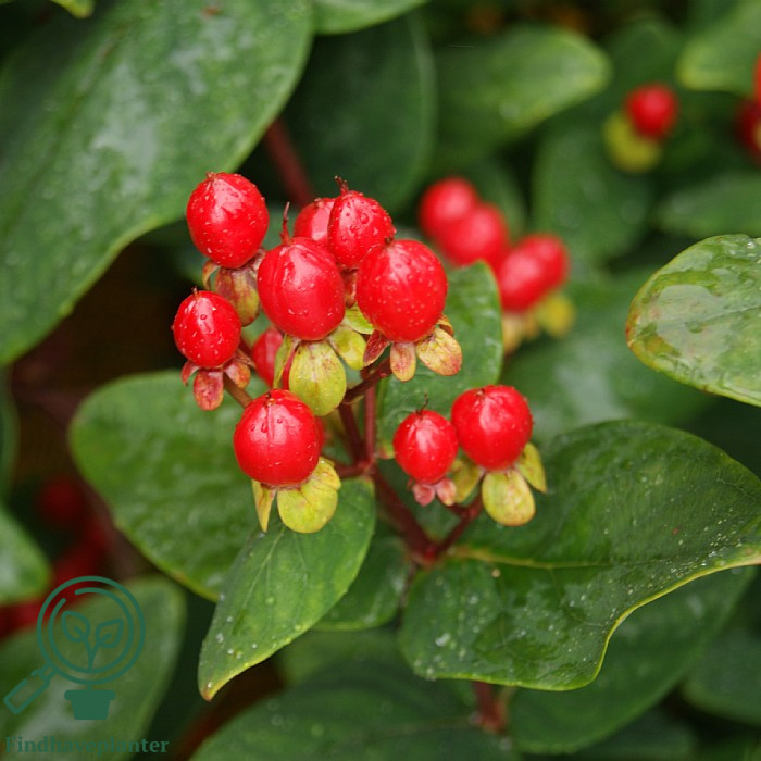 Hypericum ‘Miracle Attraction’ – Find haveplanter