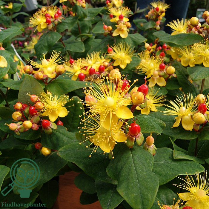 Hypericum ‘Miracle Attraction’ – Find haveplanter