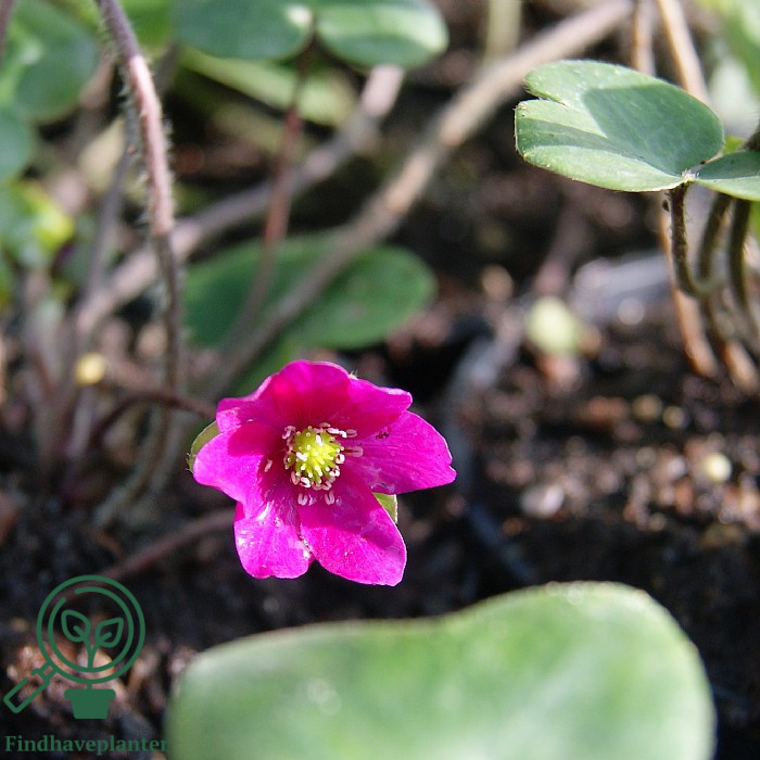 Hepatica nobilis ‘Happy Red Forest’ – Find haveplanter