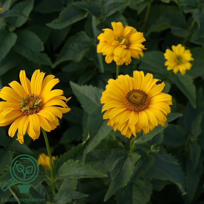 Heliopsis helianthoides ‘Summer Sun’ – Find haveplanter