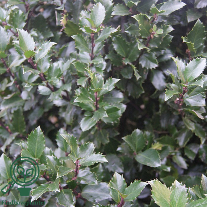 Ilex x meserveae ‘Blue Prince’ – Find haveplanter