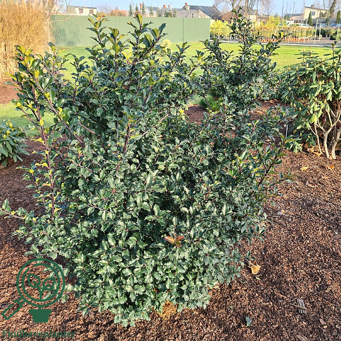 Ilex x meserveae ‘Blue Prince’ – Find haveplanter