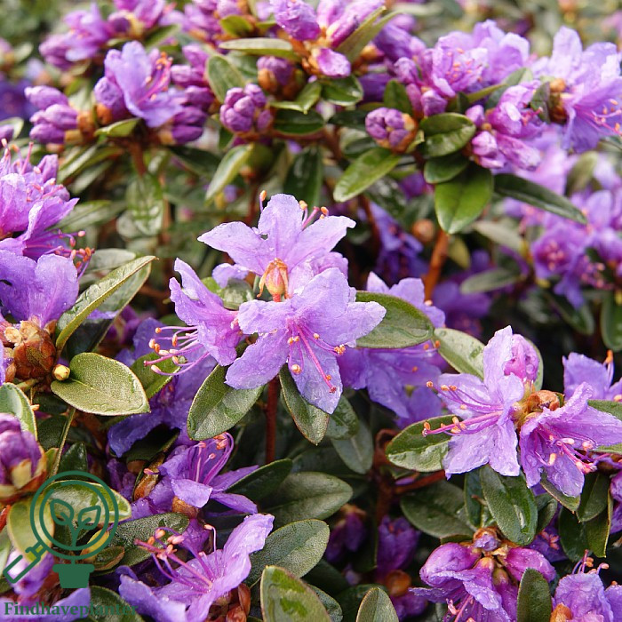Rhododendron ‘Blue Diamond’ – Find haveplanter