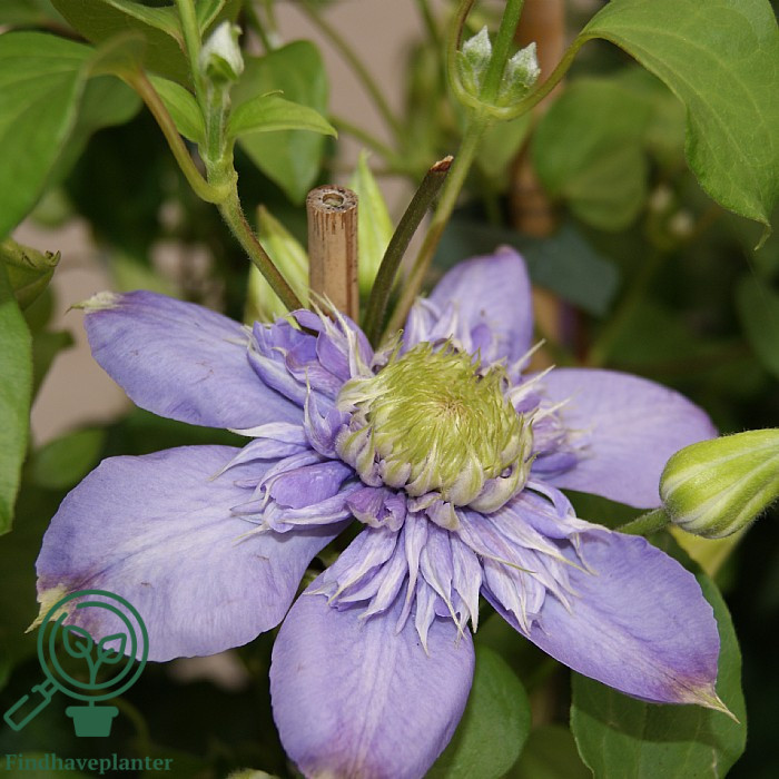 Clematis ‘Blue Light’ – Find haveplanter