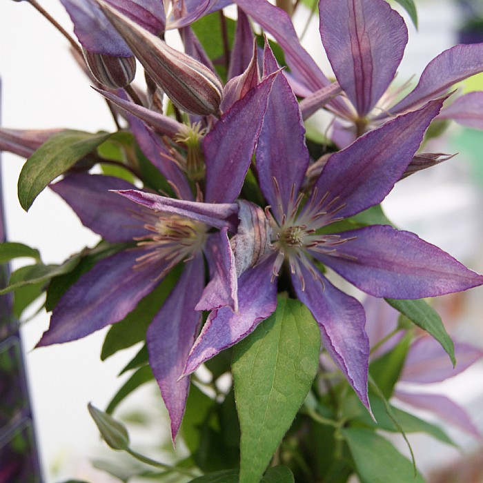 Clematis ‘Dorothy Walton’ – Find haveplanter