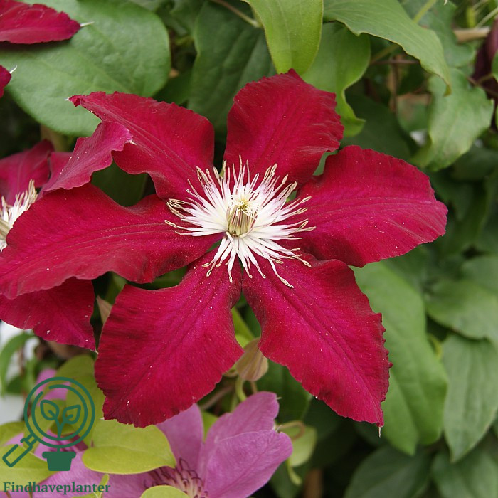 Clematis ‘Rebecca’ – Find haveplanter