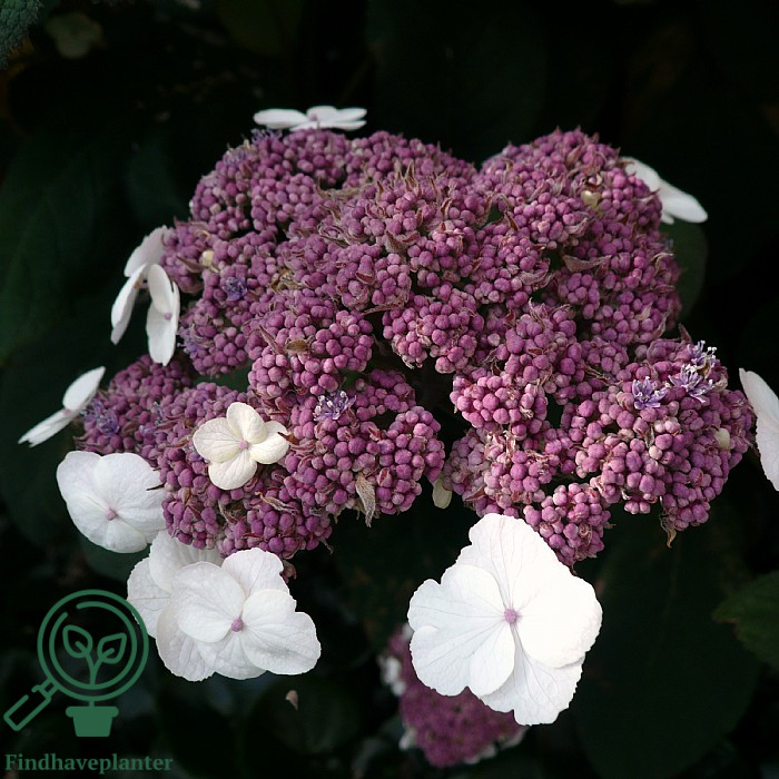 Hydrangea aspera ‘Macrophylla’ – Find haveplanter