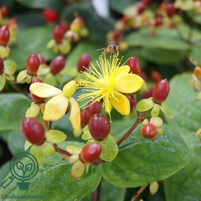 Hypericum ‘Rheingold’ – Find haveplanter