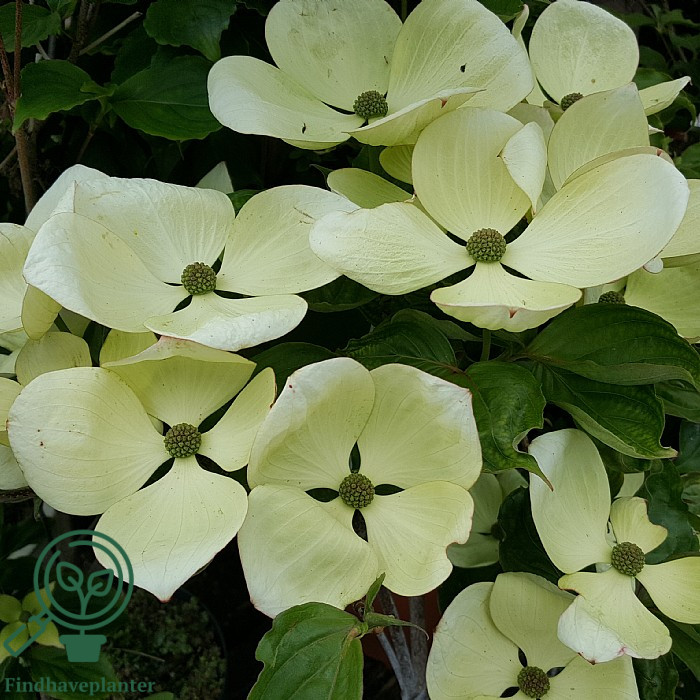 Cornus x elwinortonii ‘Venus’ – Find haveplanter