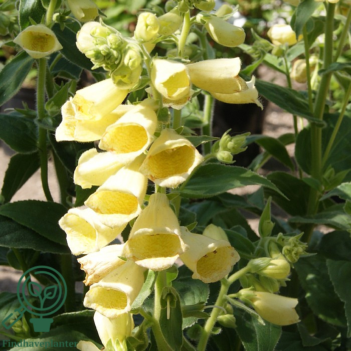 Digitalis grandiflora ‘Dwarf Carillion’ – Find haveplanter