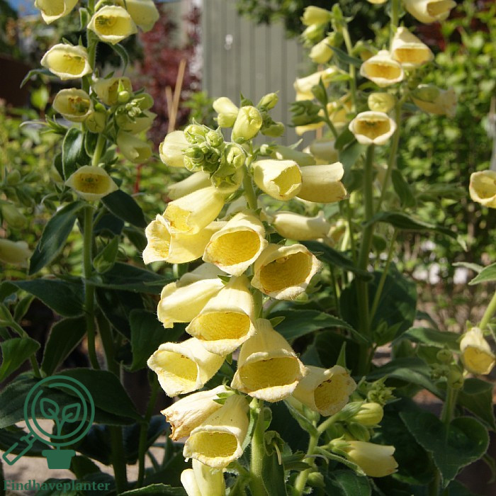 Digitalis grandiflora ‘Dwarf Carillion’ – Find haveplanter