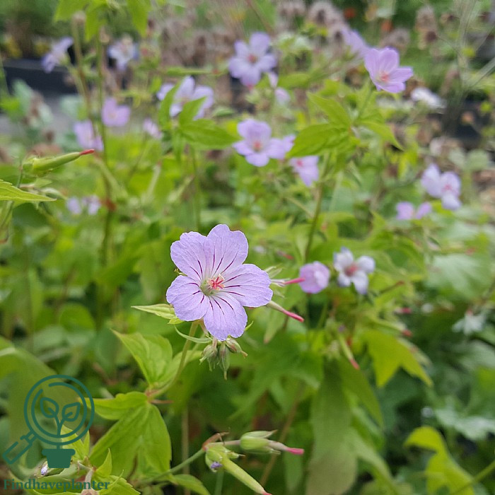 Geranium nodosum – Find haveplanter