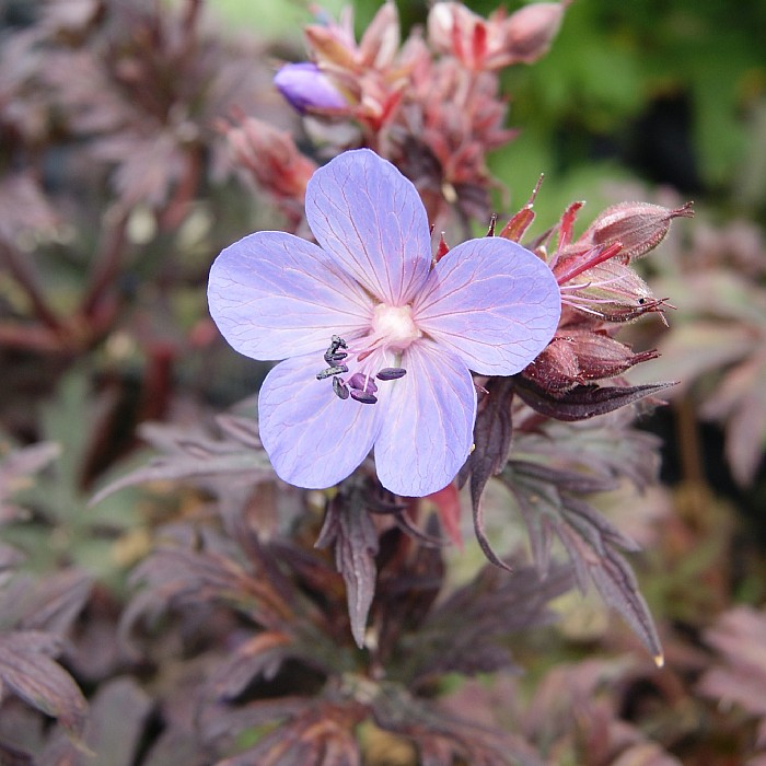 Geranium pratense ‘Midnight Reiter’ – Find haveplanter