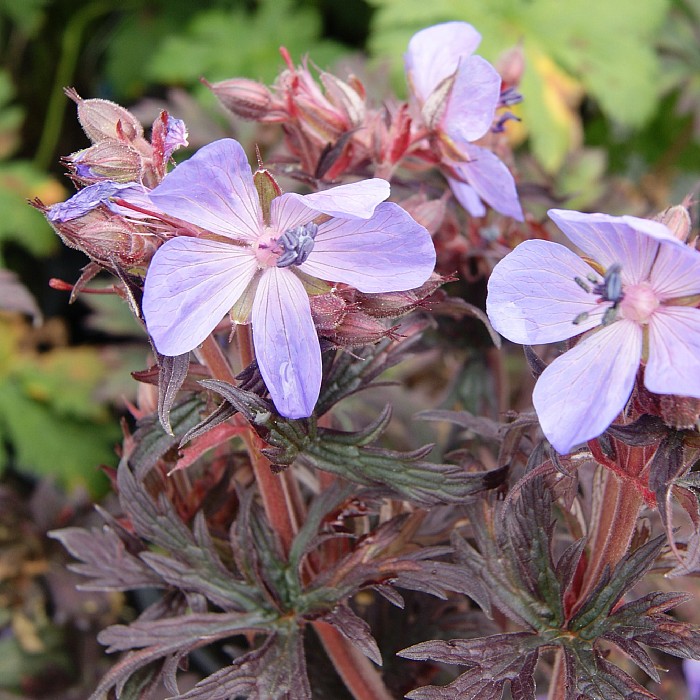 Geranium pratense ‘Midnight Reiter’ – Find haveplanter