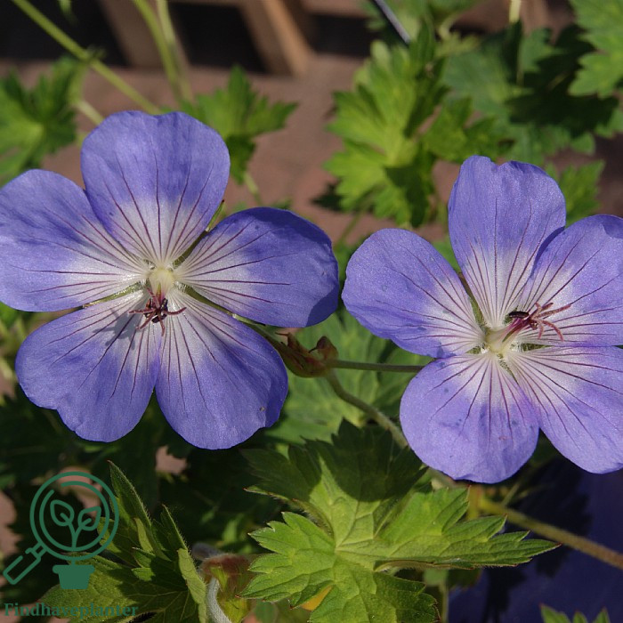 Geranium hybrid ‘Azure Rush’ – Find haveplanter