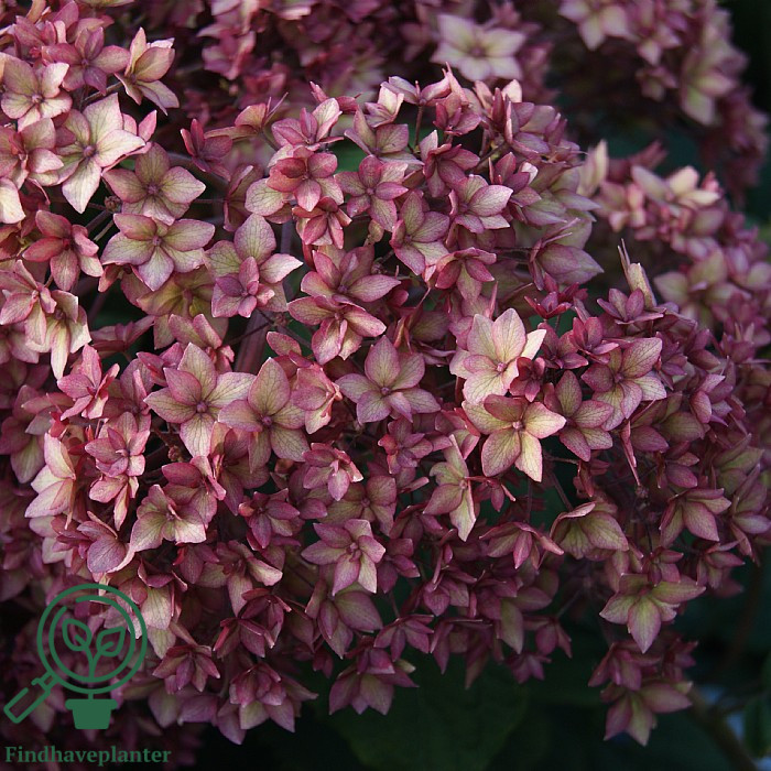 Hydrangea arborescens ‘Endless Summer Bella Anna’ – Find haveplanter