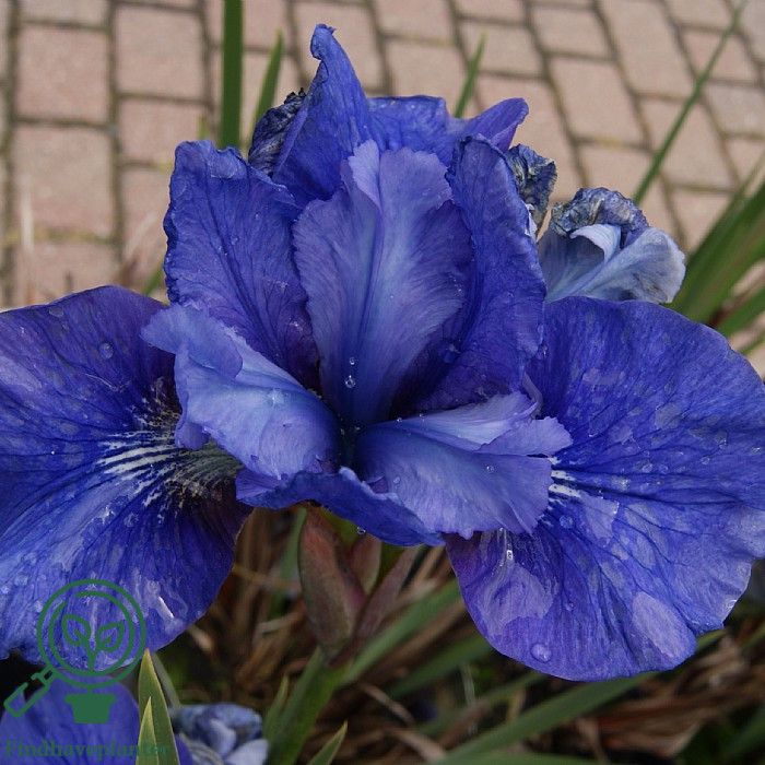 Iris sibirica ‘Blue Moon’ – Find haveplanter