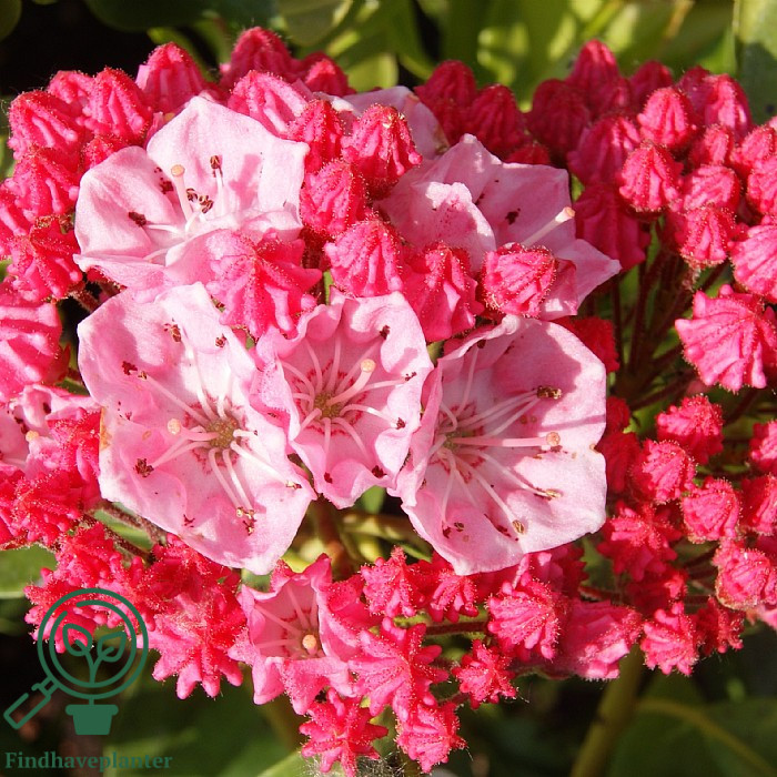 Kalmia latifolia ‘Pink Frost’ – Find haveplanter