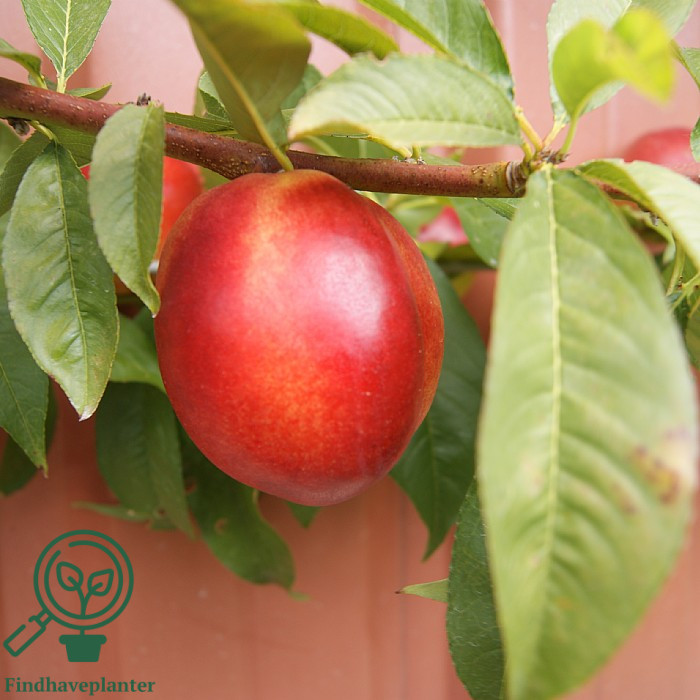 Prunus nucipersica ‘Nectared’ – Find haveplanter