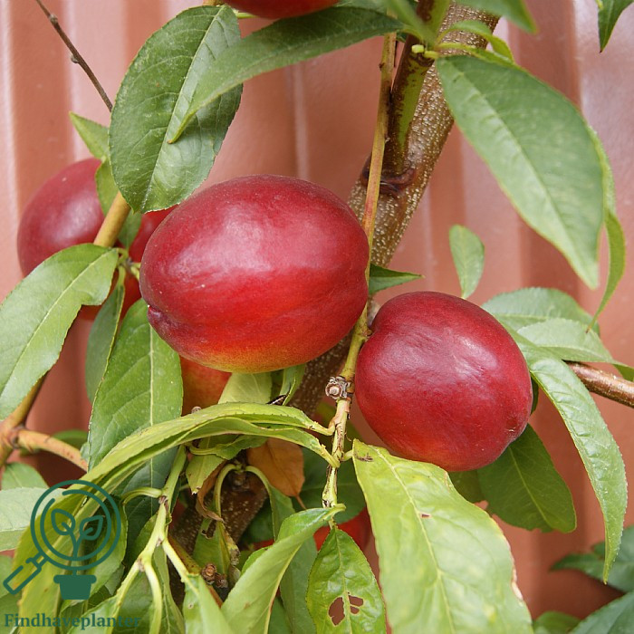 Prunus nucipersica ‘Nectared’ – Find haveplanter