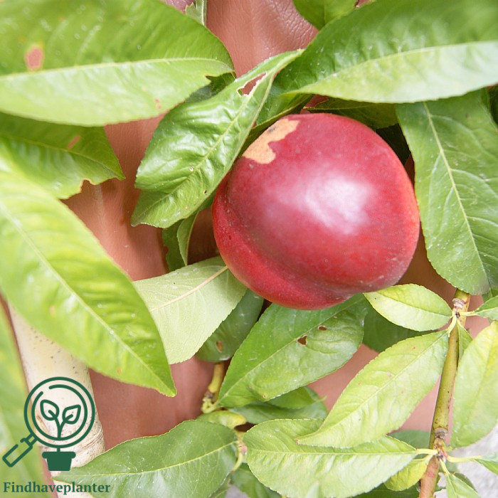 Prunus nucipersica ‘Nectared’ – Find haveplanter