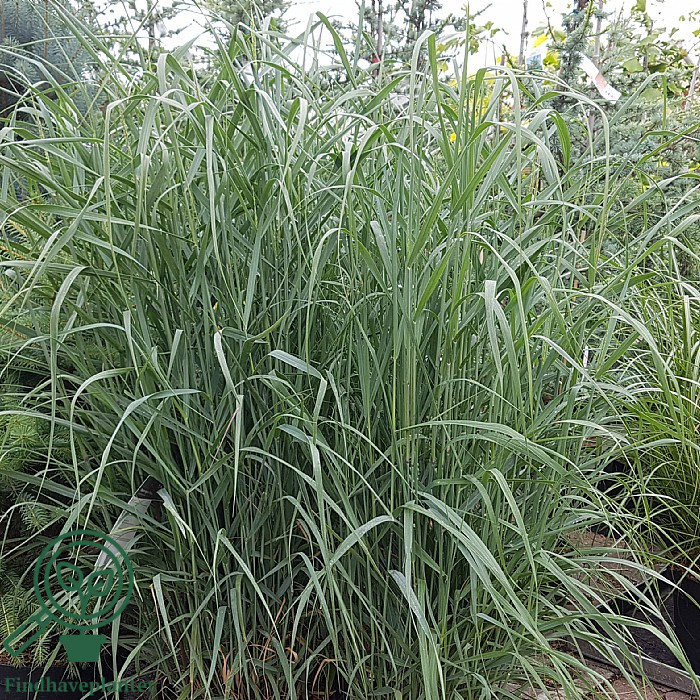 Panicum virgatum ‘Prairie Sky’ – Find haveplanter