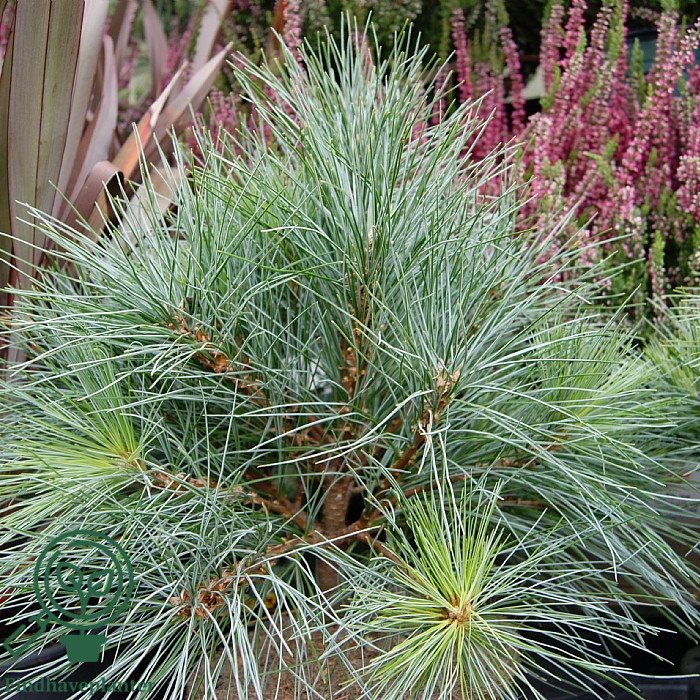 Pinus strobus ‘Blue Shag’ – Find haveplanter