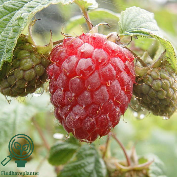 Rubus idaeus ‘Glen Ample’ – Find haveplanter