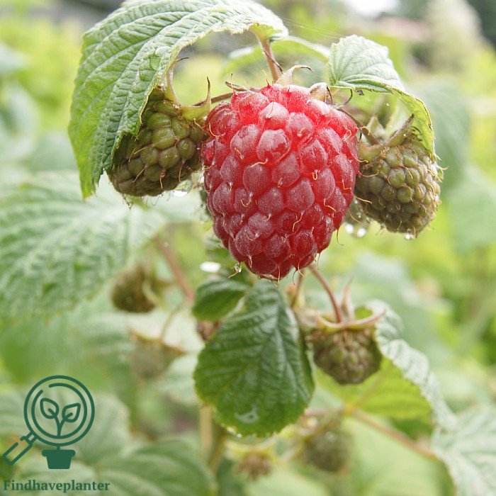 Rubus idaeus ‘Glen Ample’ – Find haveplanter